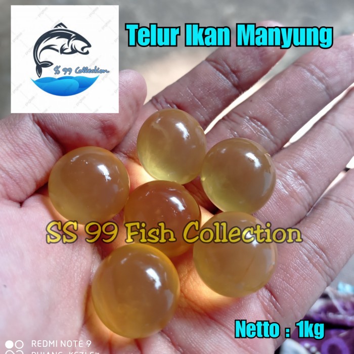 Jual Telur ikan manyung / telur ikan / telur ikan terbang | Shopee ...