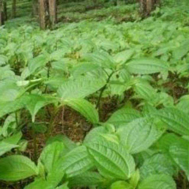 Jual bibit tanaman herbal pohpohan pohon pohpohan | Shopee Indonesia