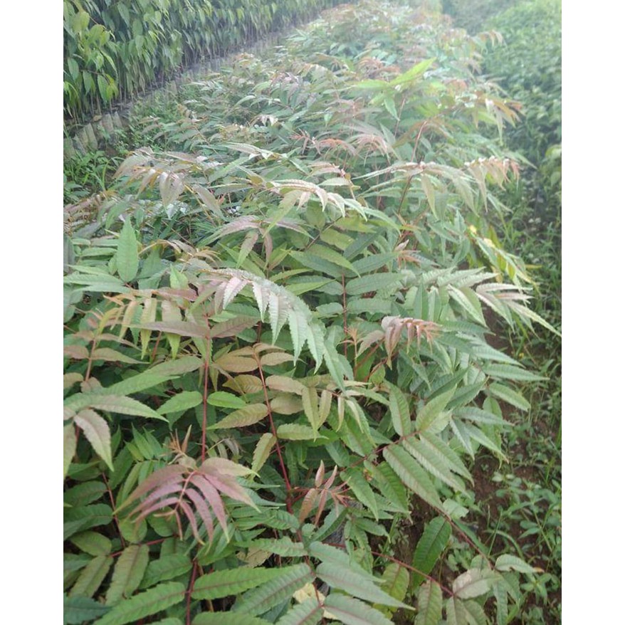 Jual 5 Ons Benin Biji Kayu Pohon Suren Surian | Shopee Indonesia