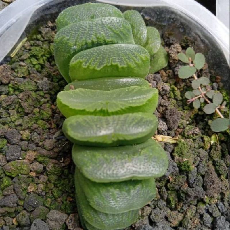 Harga Truncata Terbaru Mei 2024 |BigGo Indonesia
