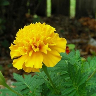 Jual kembang telekan Harga Terbaik & Termurah September 2022 | Shopee ...