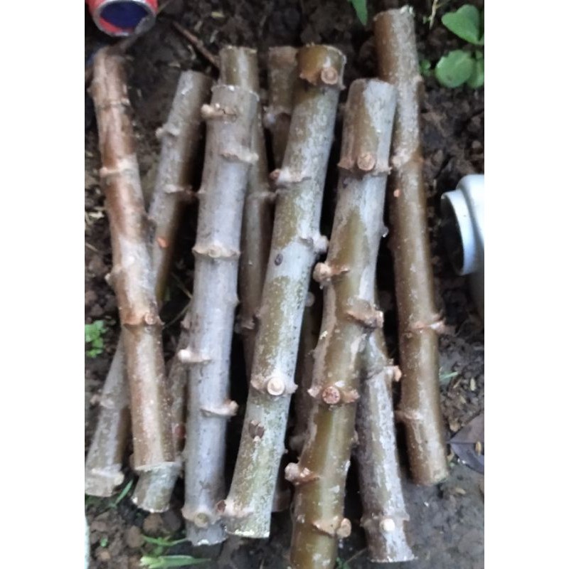 Jual satu pohon Stek bibit pohon singkong /ketela pohon | Shopee Indonesia Jual satu pohon Stek bibit pohon singkong /ketela pohon | Shopee Indonesia