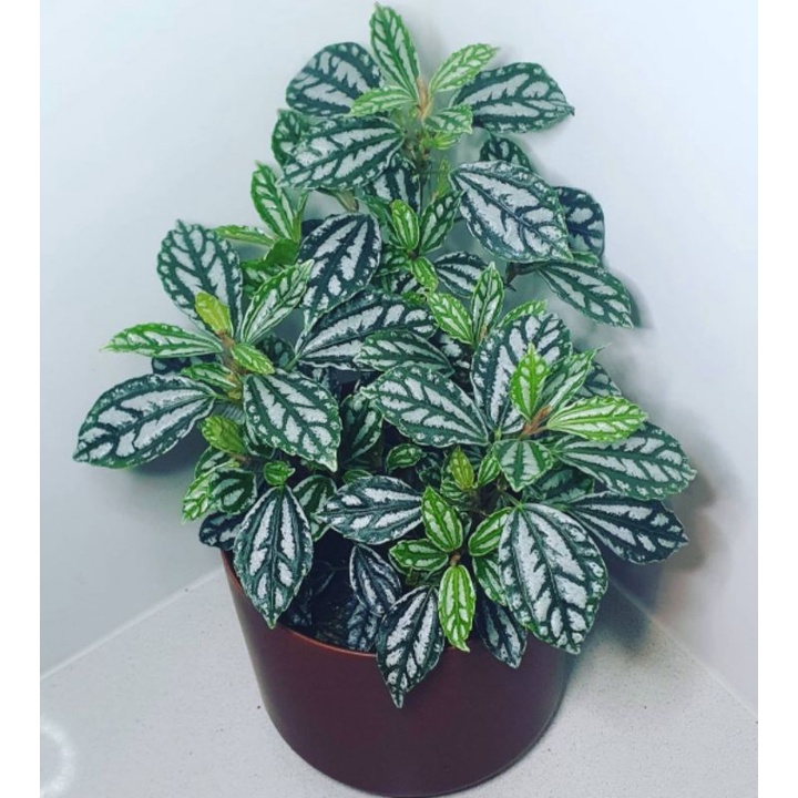 Jual pilea cadierei tanaman hias | Shopee Indonesia
