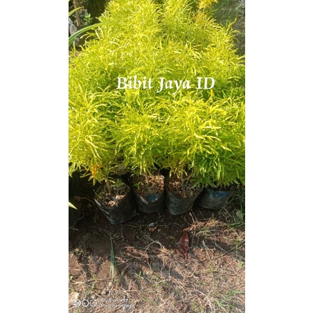 Jual Bibit Tanaman Bunga Brokoli Cantik (Bayar di Tempat) | Shopee ...