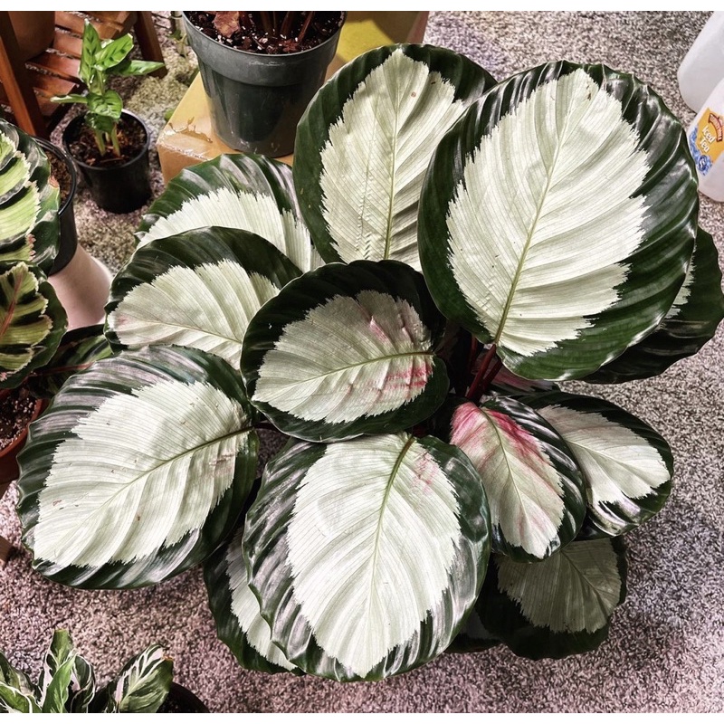 Jual Tanaman hias calathea darkstar-tanaman hidup(bunga hidup murah ...