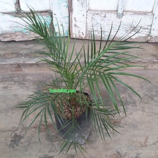 Jual Tanaman Palem Phoenix | Shopee Indonesia