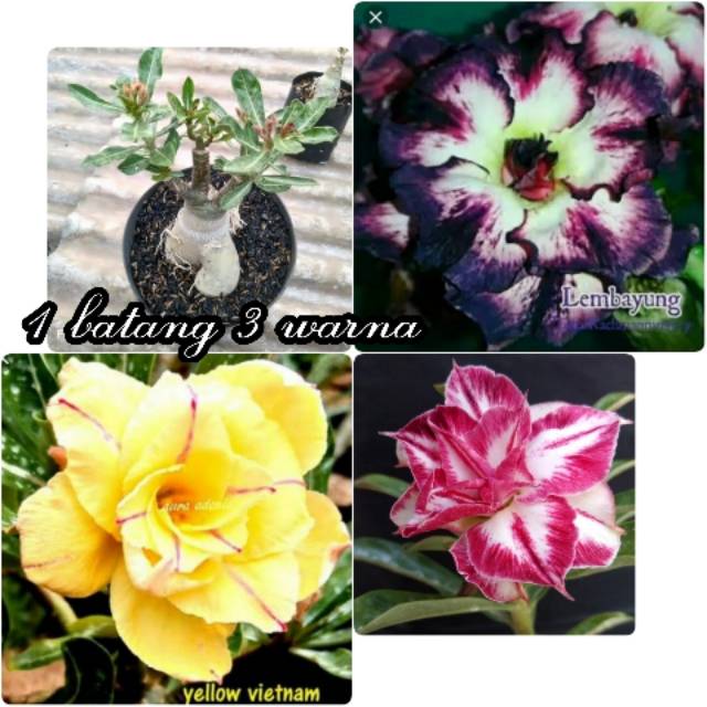 Jual Bibit Bunga Kamboja Jepang Adenium Triple 1 Batang 3 Warna 3in1 ...