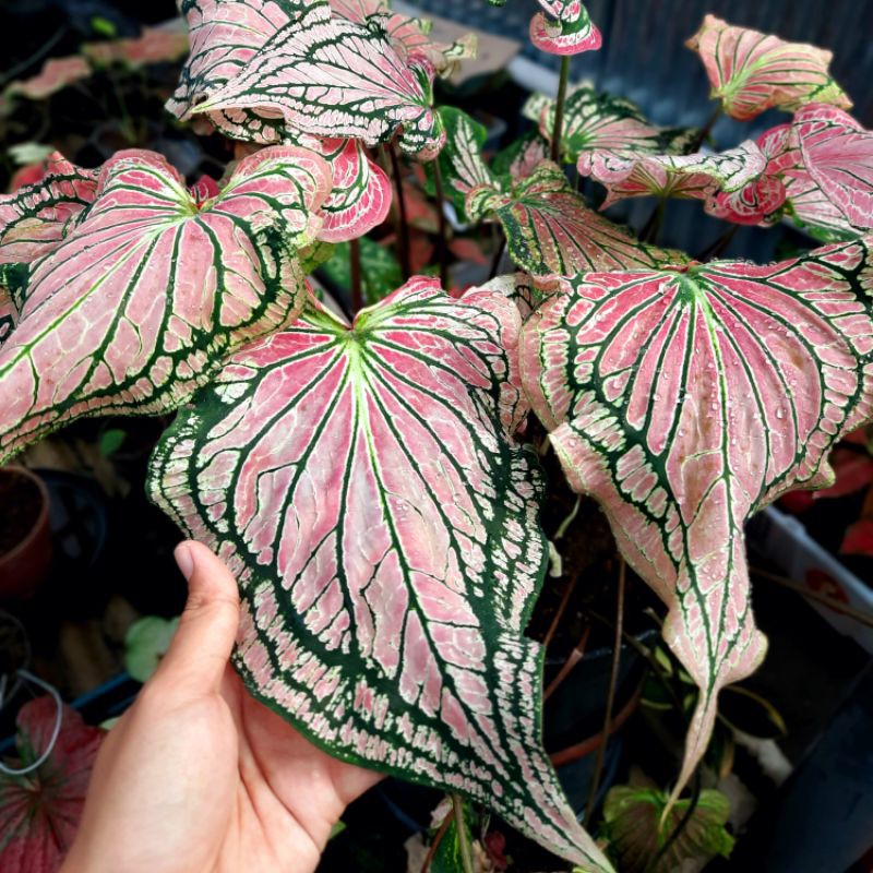 Jual Tanaman Hias Bunga Caladium Murah Caladium Wayang atau Caladium ...