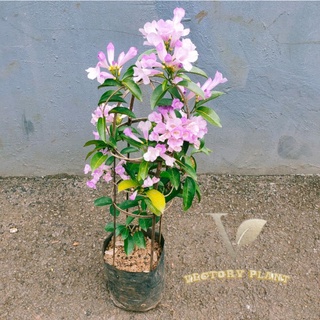 Jual Garlic Vine || Tanaman Hias Rambat Stefanot Ungu || Pohon Rambatan ...