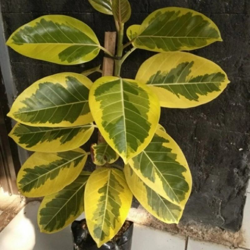 Jual KARET KEBO VARIGATA GOLDEN | Shopee Indonesia