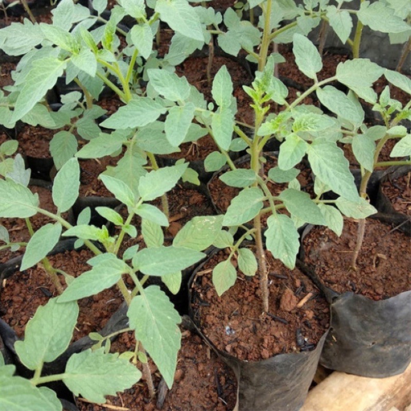 Jual Tanaman Tomat Sayur Pohon Tomat Bibit Tomat Sayur | Shopee Indonesia