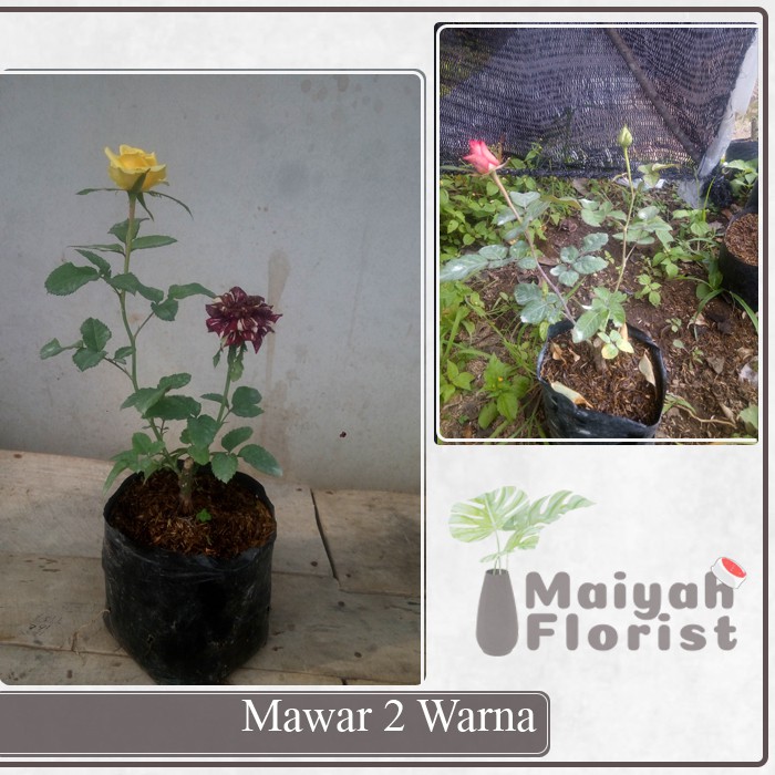Jual Mawar 2 Warna (Double) | Shopee Indonesia
