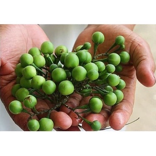 Jual Sayur Buah Rimbang - Tekok Takokak Fresh | 500gr [ Harga Per 0,5 ...