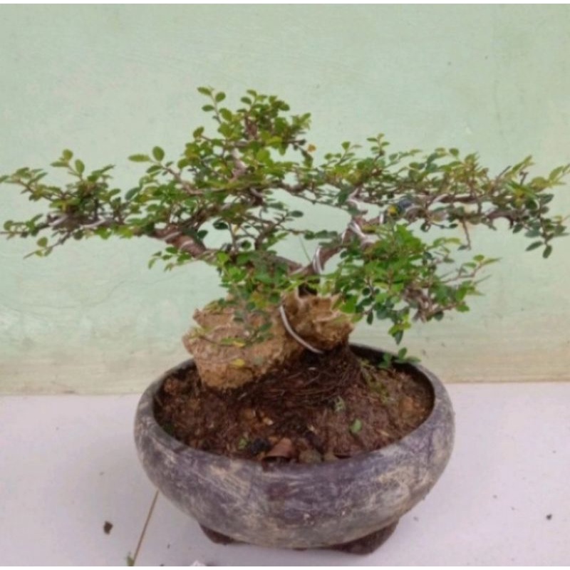 Jual Pohon Bonsai Mame Ulmus Micro On The Rock Tanaman Hias Bonsai ... Jual Pohon Bonsai Mame Ulmus Micro On The Rock Tanaman Hias Bonsai ...