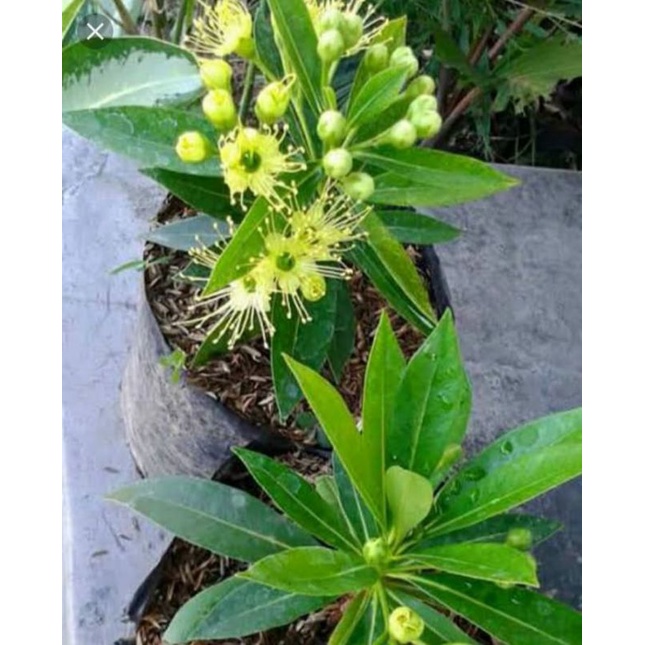 Jual tanaman hias yang cantik bunga santos lemon kuning cepat berbunga ...