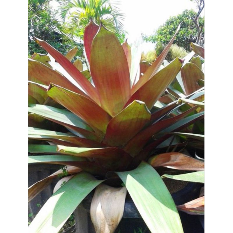 Jual Tanaman bromelia giant merah ukuran sedang Indonesia|Shopee Indonesia