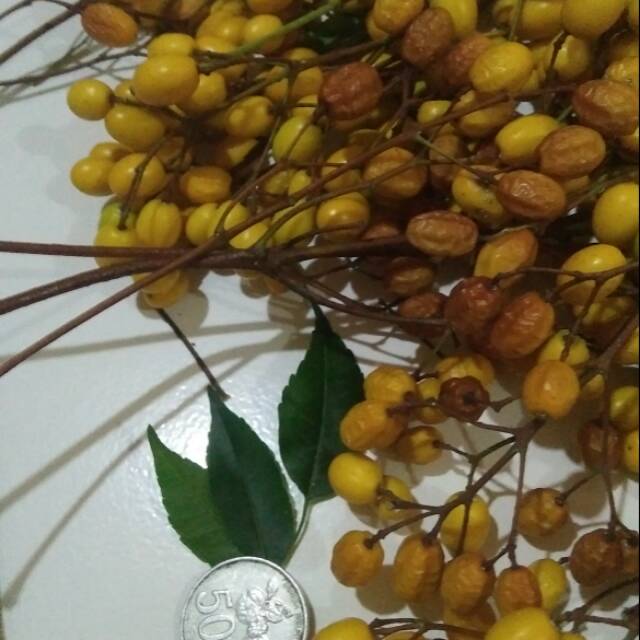 Jual Benih Biji Tanaman Mindi | Shopee Indonesia