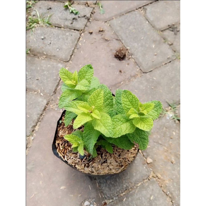 Jual Apple mint | Shopee Indonesia