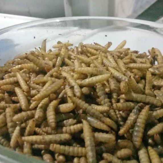 Jual Maggot BSF Kering/Dry Maggot 5 kg Kualitas A+ | Shopee Indonesia