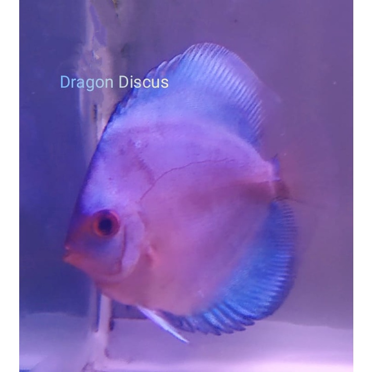 Jual Discus Blue Diamond 2,5 inch s/d 3,5 inch | Shopee Indonesia