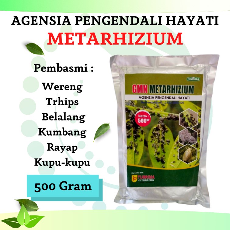 Jual Obat Penggerek Batang Cengkeh, Pupuk Pengendali Hayati Metarhizium ...