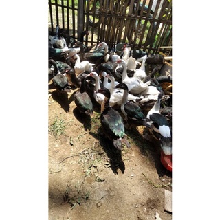 Jual bebek entok manila daging bebek/entog/manila hidup/potong | Shopee ...