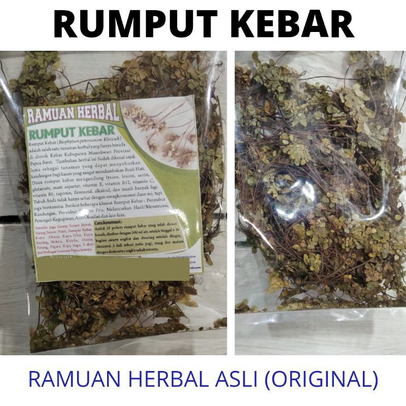 Jual RUMPUT DAUN KEBAR ASLI PAPUA RAMUAN HERBAL ORIGINAL | Shopee Indonesia