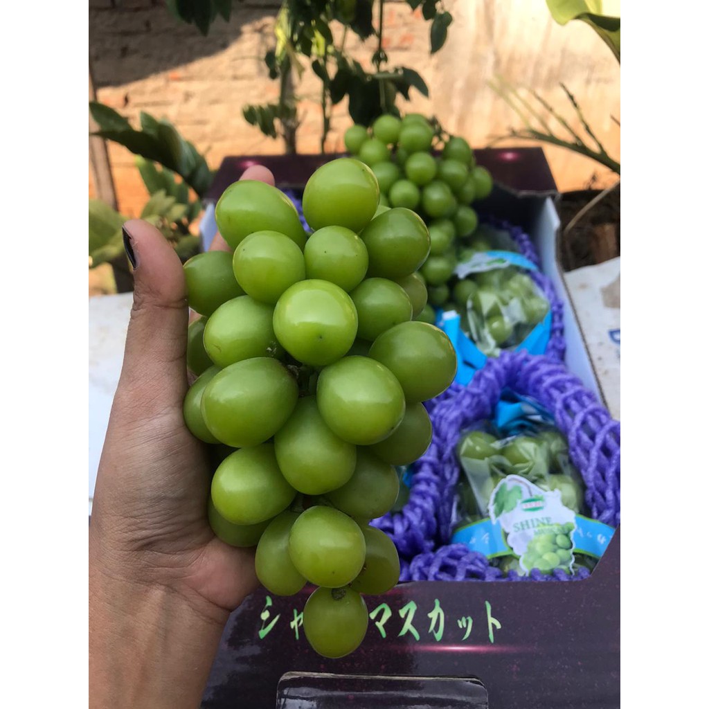 Jual Anggur Hijau/ Shine Muscat 500 gram | Shopee Indonesia