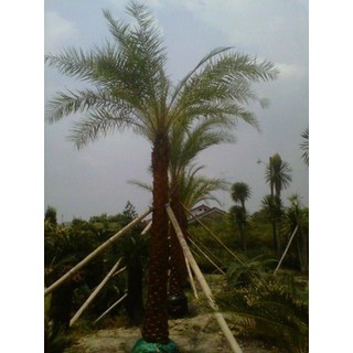 Jual Tanaman Hias Palm Kenari Silver | Shopee Indonesia