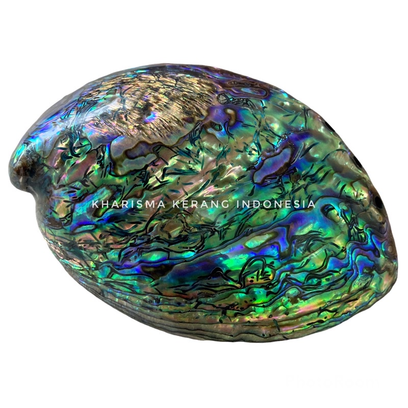 Jual PAUA ABALONE SHELL TYPE 12 (HALIOTIS IRIS) CANGKANG KERANG ABALONE BY KHARISMA KERANG ...