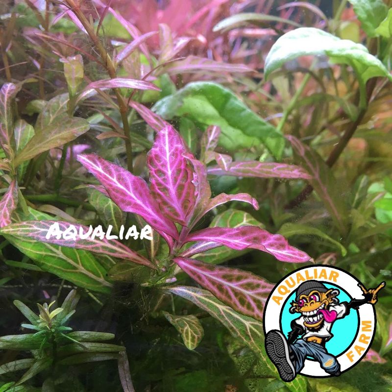 Jual hygrophila polysperma sunset ( 20 batang ) tanaman aquascape steam ...