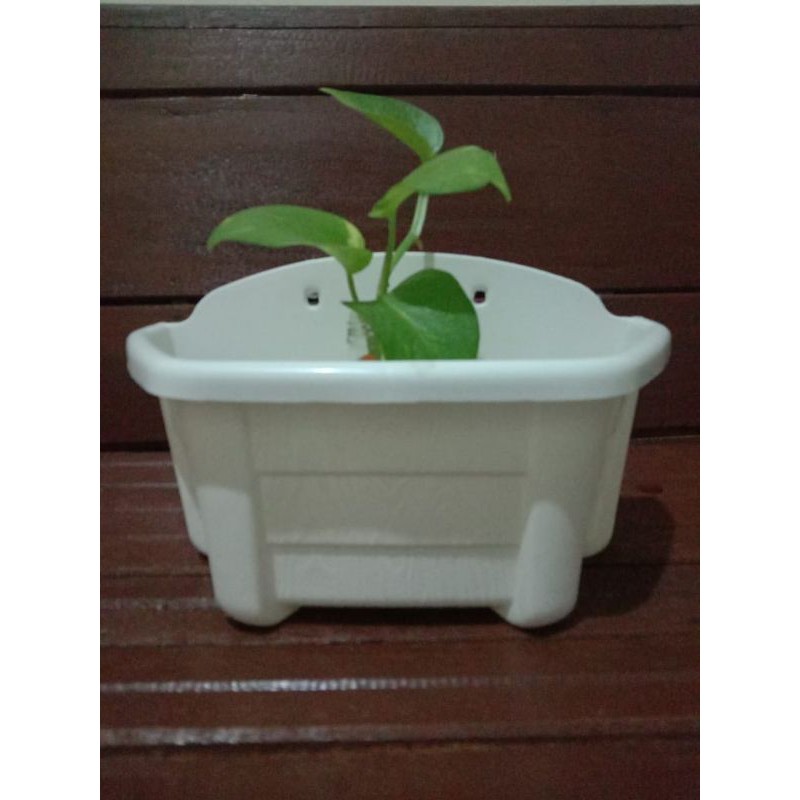 Jual Pot Tempel Pot Dinding Pot Bunga Warna Putih | Shopee Indonesia