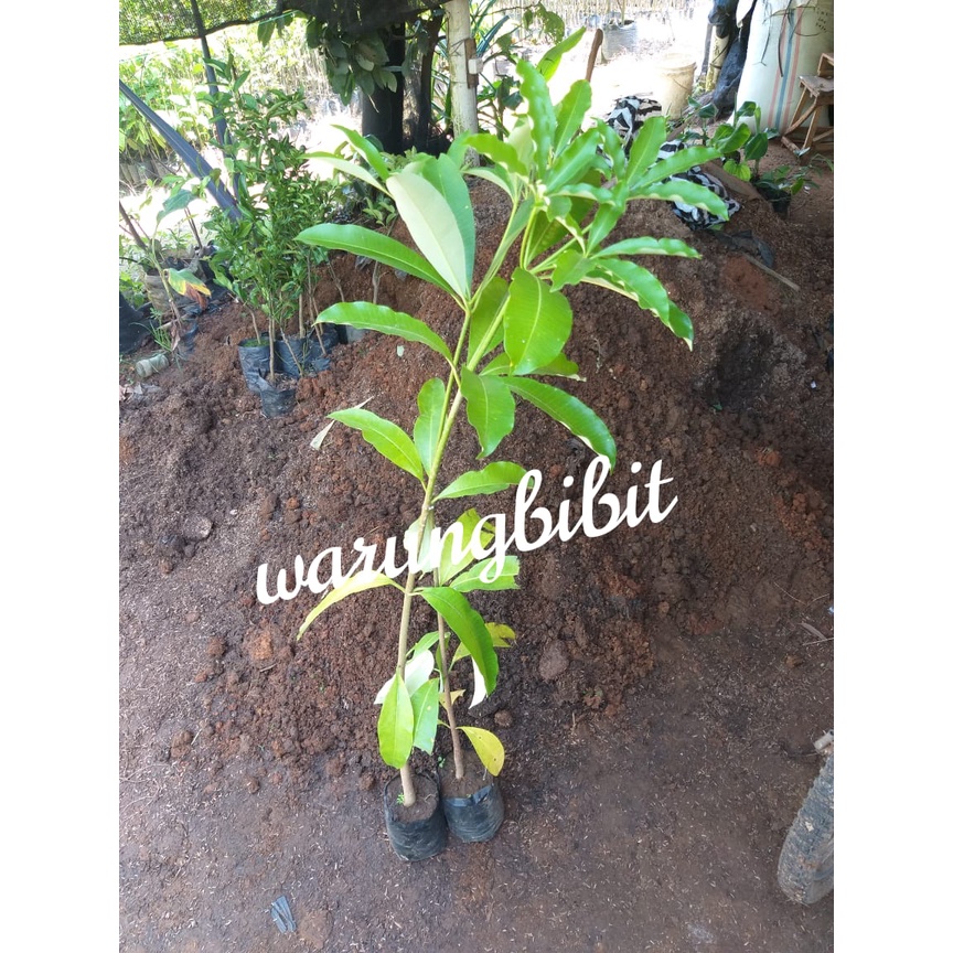 Jual Bibit Tanaman Pule Pandak - Pulai Tanaman Perindang - Herbal Ketinggian 1m Up - Harga Murah ...