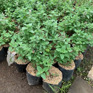 Jual Bibit Tanaman Catnip / Catmint (Nepeta cataria) | Shopee Indonesia