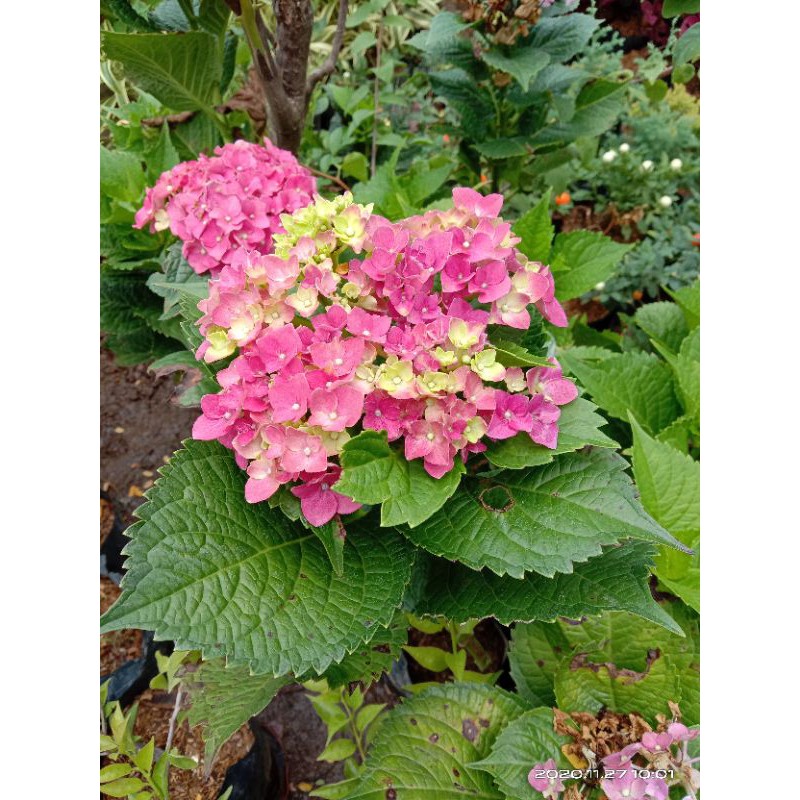 Jual Bunga Pancawarna //Bunga Pancawarna | Shopee Indonesia