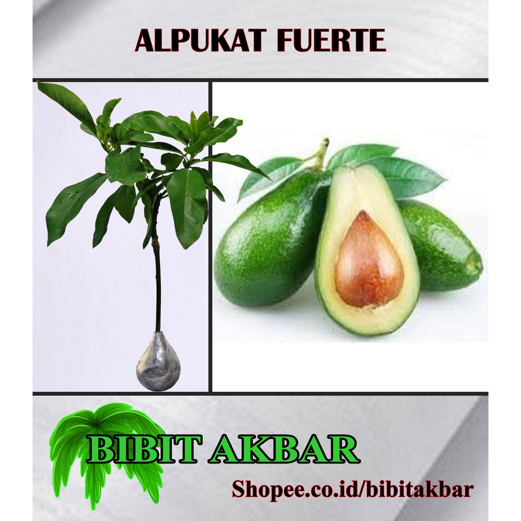 Jual Tanaman Alpukat Fuerte (Tinggi 40 - 60 cm) | Shopee Indonesia