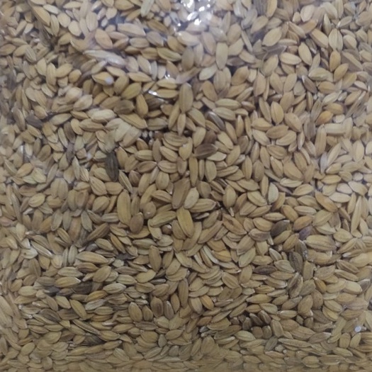 Jual Gabah Bangkok 500gram pakan burung love bird perkutut parrot dan ...