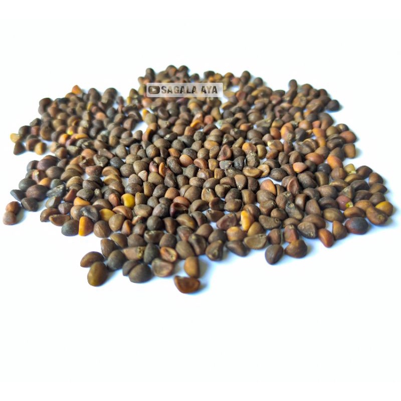 Jual BIJI KANGKUNG DARAT MURAH PILIHAN (ISI 100 BIJI) | Shopee Indonesia