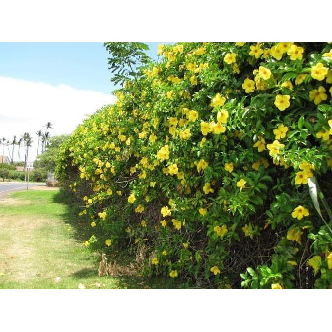 Jual Bibit Tanaman hias bunga alamanda kuning / pohon alamanda kuning ...