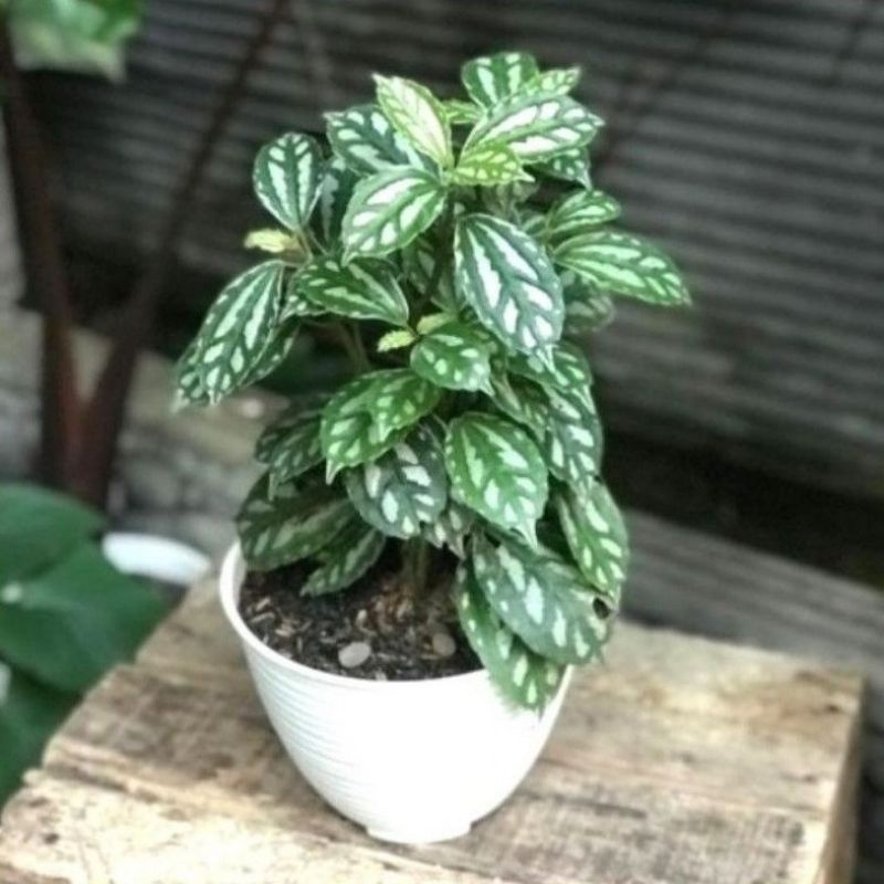 Jual ( BISA COD ) PROMO Tanaman Hias Pilea Daun Mutiara / Bunga Hias ...