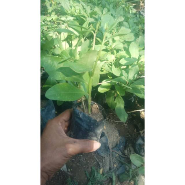 Jual TANAMAN GINSENG JAWA BIBIT TANAMAN OBAT OBAT HERBAL ALAMI MINUMAN ...