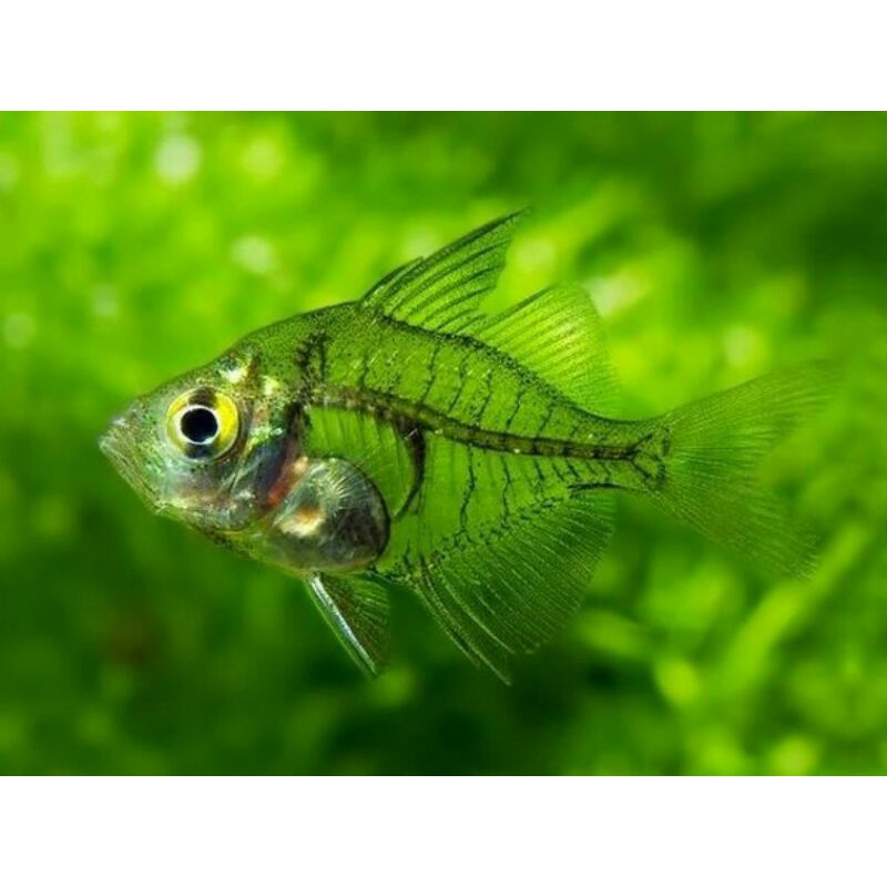 Jual ikan kaca kaca / ambassis fish | Shopee Indonesia