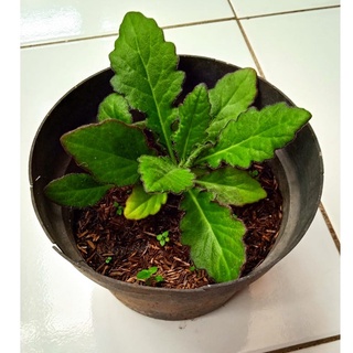 Jual Tanaman Herbal Daun Dewa | Daun Penyambung Nyawa | Pohon Daun Dewa ...