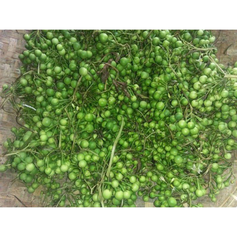 Jual Buah cepokak atau takokak / 500gr | Shopee Indonesia