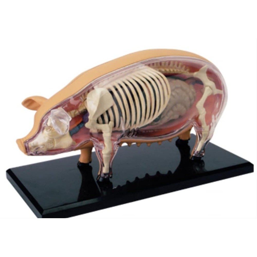 Jual Anatomi Model -Babi- Animal Model -Pig- | Shopee Indonesia
