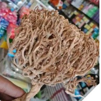 Jual Rumput Fatimah Asli Arab Herbal Akar Fatimah Asli Labisia pumila ...