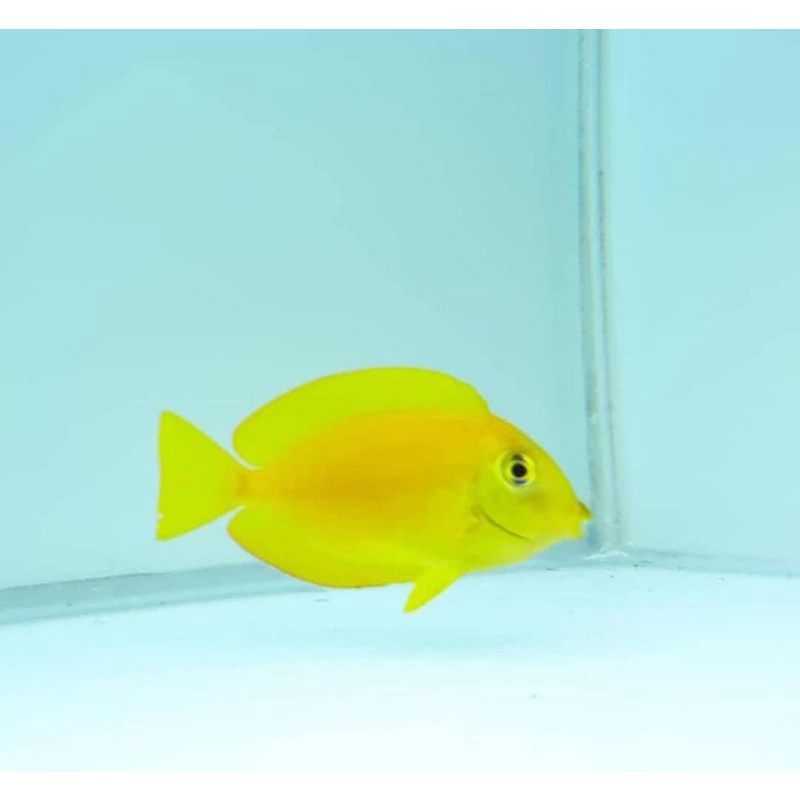 Harga Botana Terbaru Agustus 2023 |BigGo Indonesia