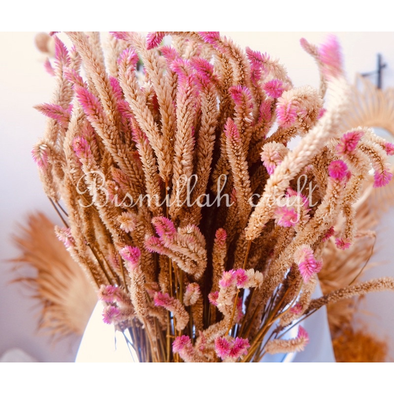 Jual BROCOCO PANJANG Indonesia|Shopee Indonesia