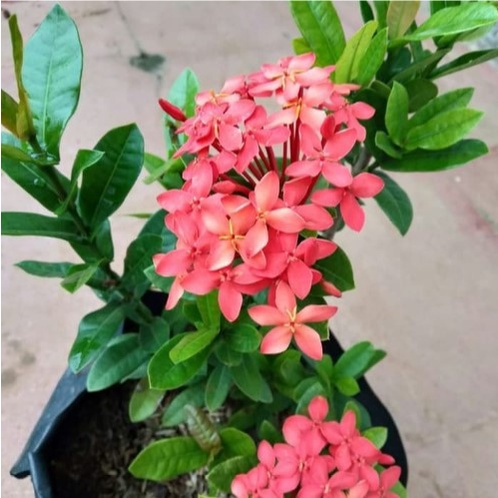 Jual Tanaman hias soka jepang bunga merah - Pohon soka jepang merah ...