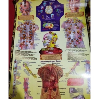 Jual Poster Bekam Petunjuk Titik Titik Bekam Yang Harus Di Ke Sitdyo ...